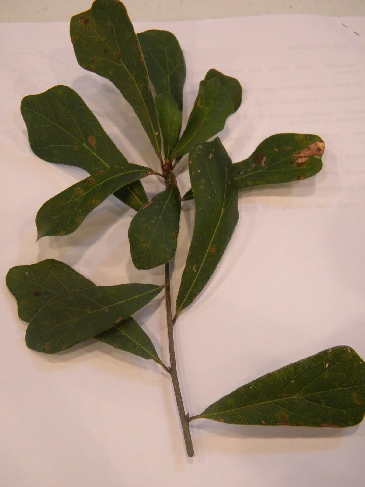 Plant ID: Wetlands & Their Borders