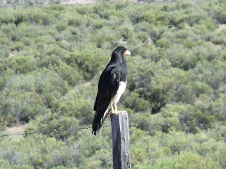 NATURALEZA Y CULTURA: Aves de la Quebrada de Humahuaca