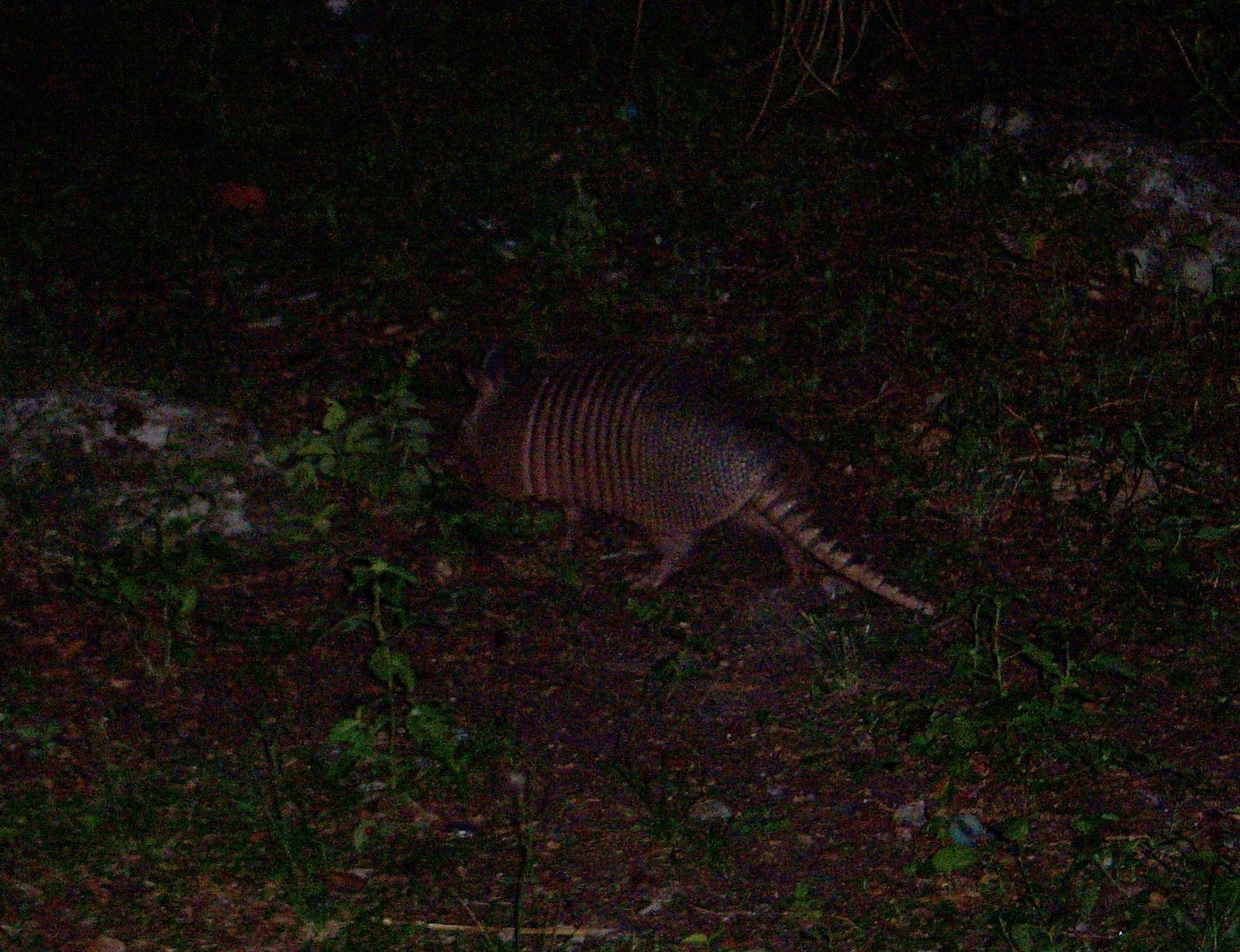 NATURALEZA Y CULTURA: La Mulita Grande