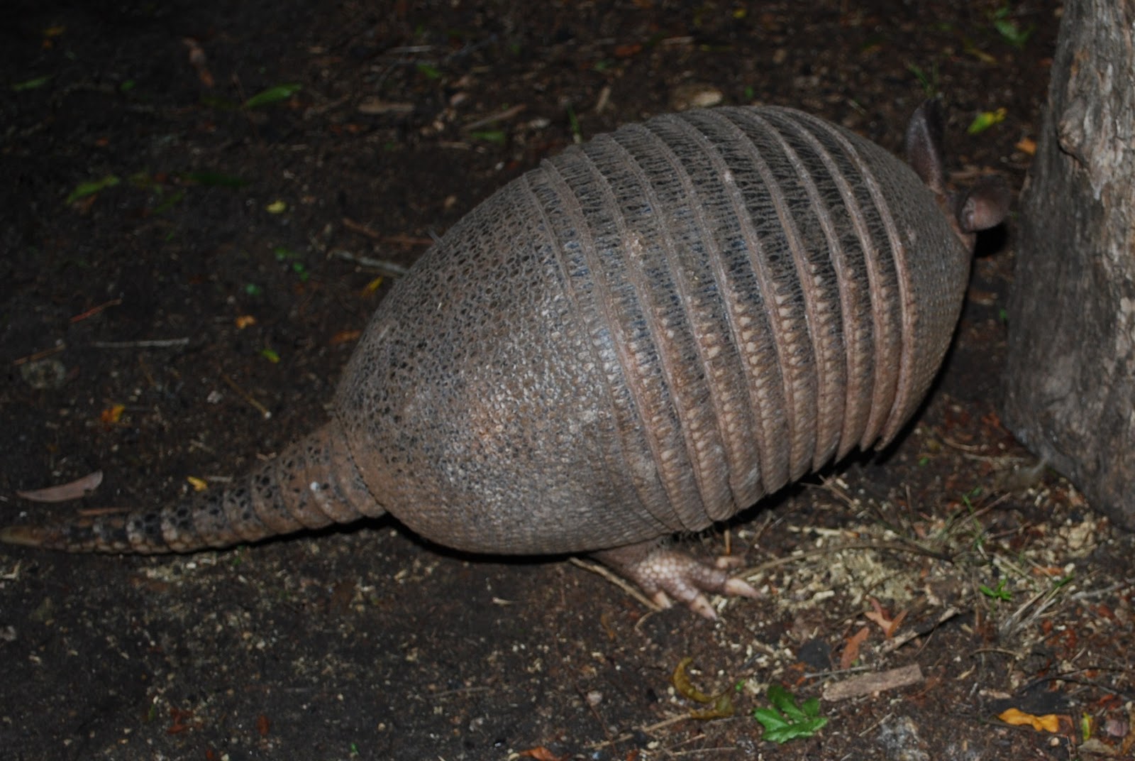 NATURALEZA Y CULTURA: La Mulita Grande