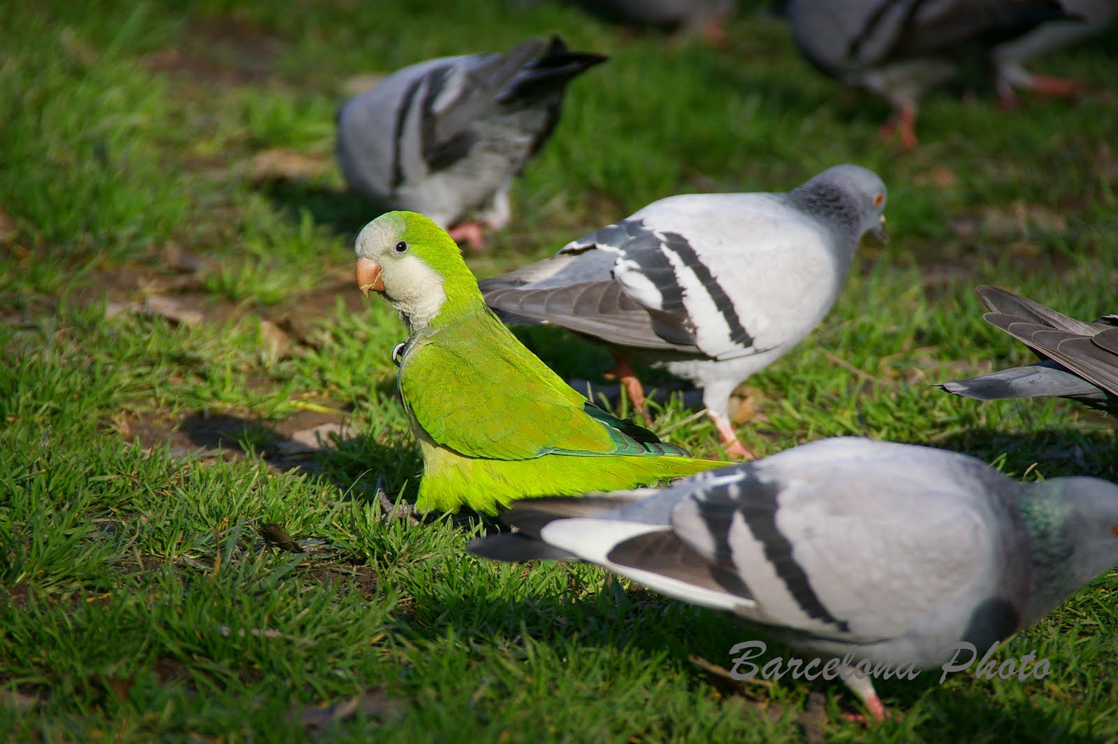 BARCELONA PHOTO: CIUTADELLA PARK BARCELONA PARROTS