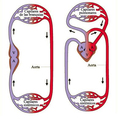 Circulación de el cuerpo Humano