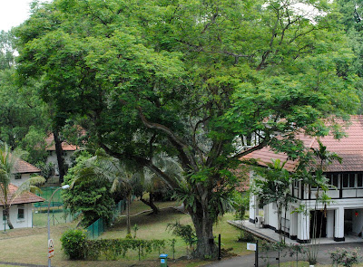 An American girl in Singapore: The Red Love Seeds
