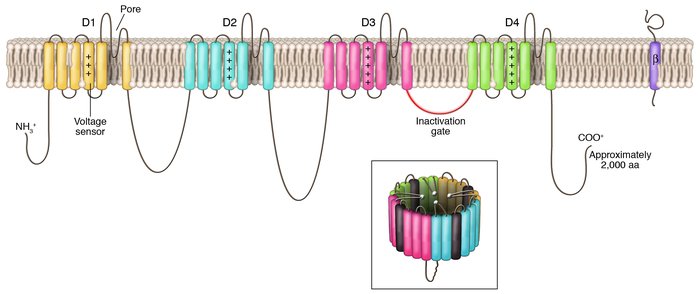Acercando la biofísica: Epilepsia y Canales de Sodio Activados por Voltaje.