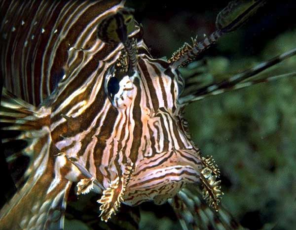 Histoire de plomb: Tactique à la Rascasse...