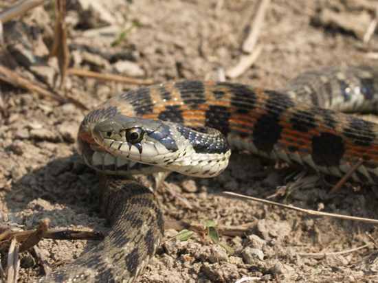 Monster Bego: 10 Evolusi Ular yang Menakjubkan