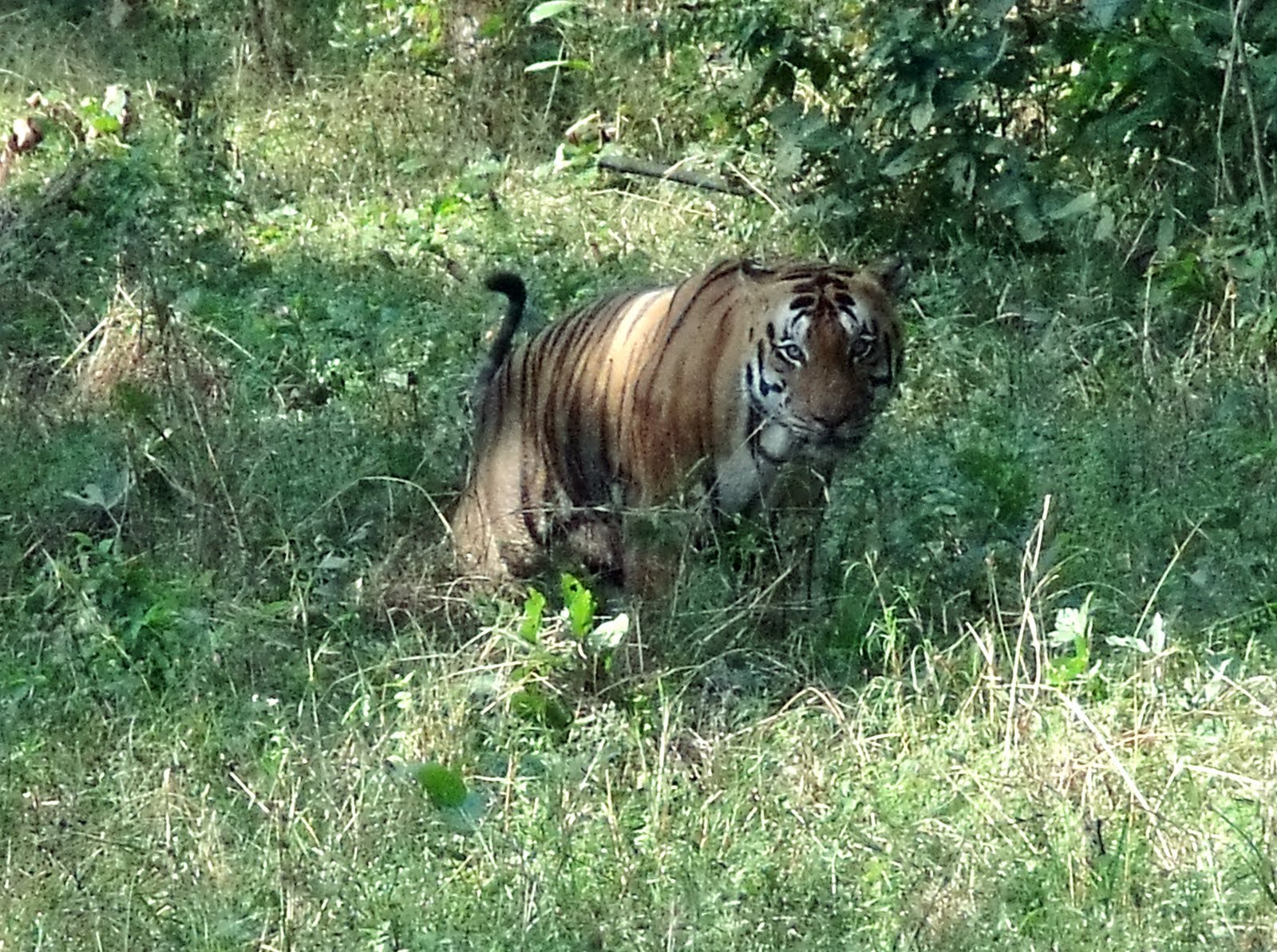 Tamsin & Cooke: Second Tiger Sighting