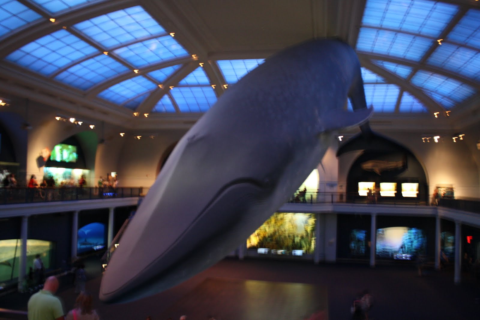 Cool Change: American Museum of Natural History