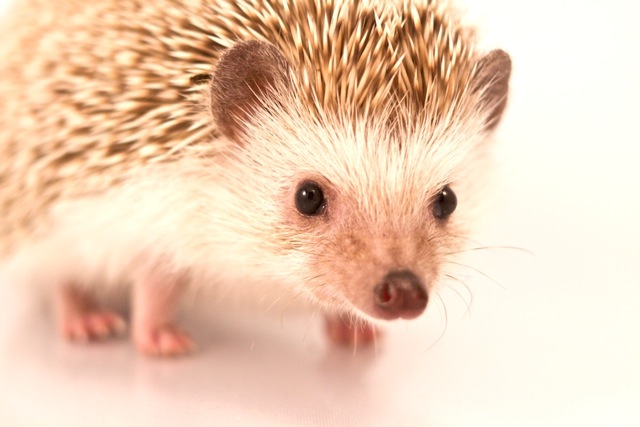 The Adventures of Hedgie the Hedgehog: Hedgie Arrives!