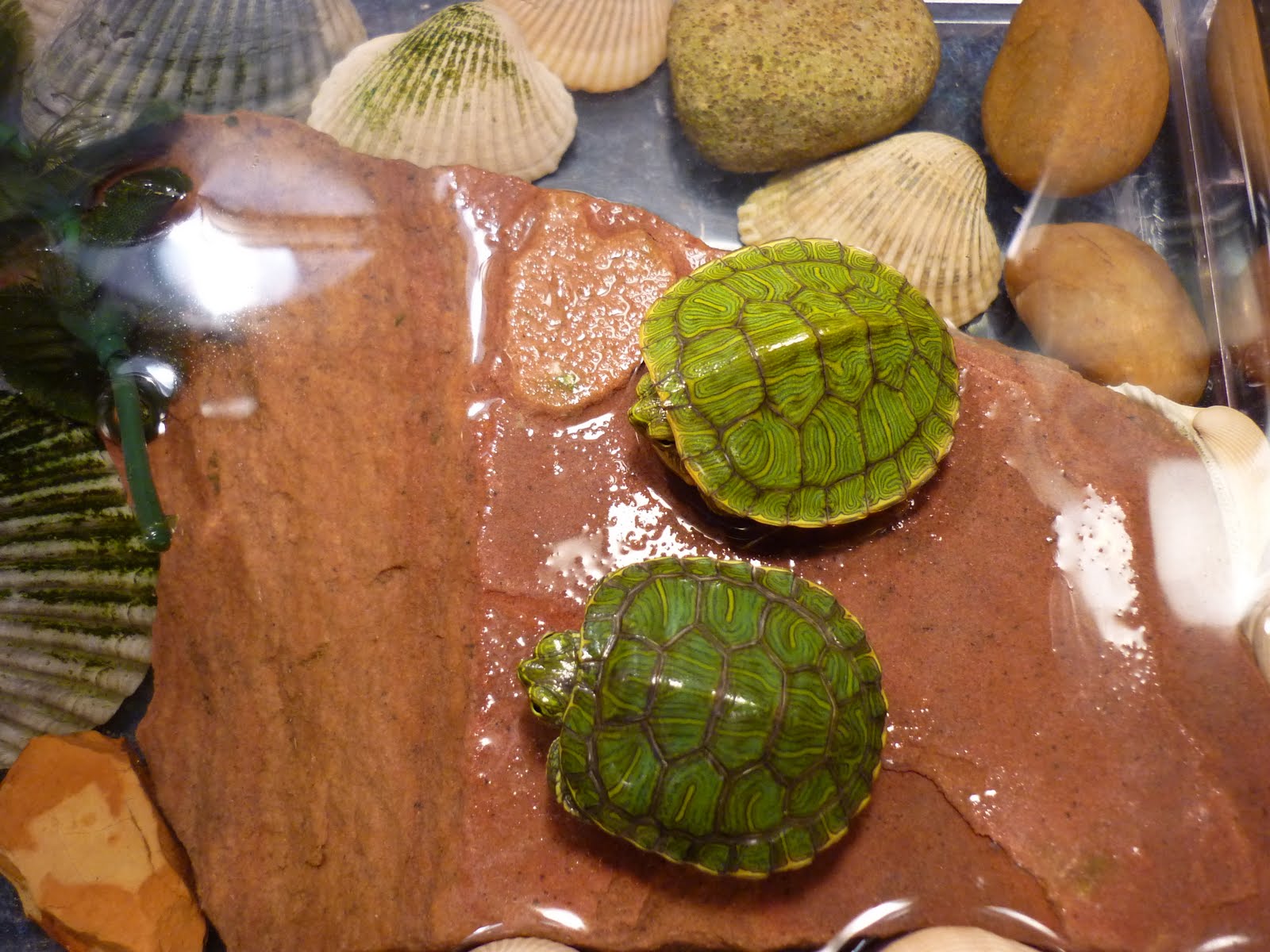 Wildlife: New Baby Red Ear Slider Turtles
