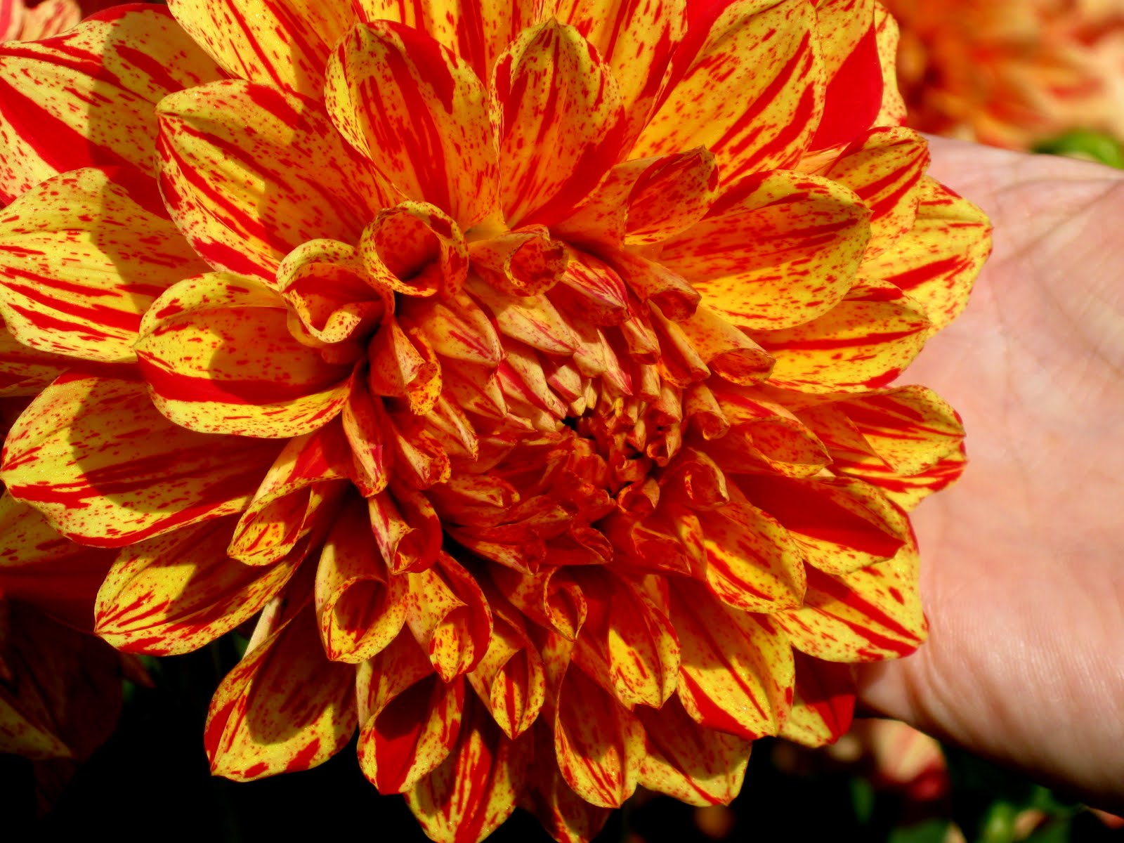 Family Trees May Contain Nuts: DIVINE DAHLIAS DAHLINK