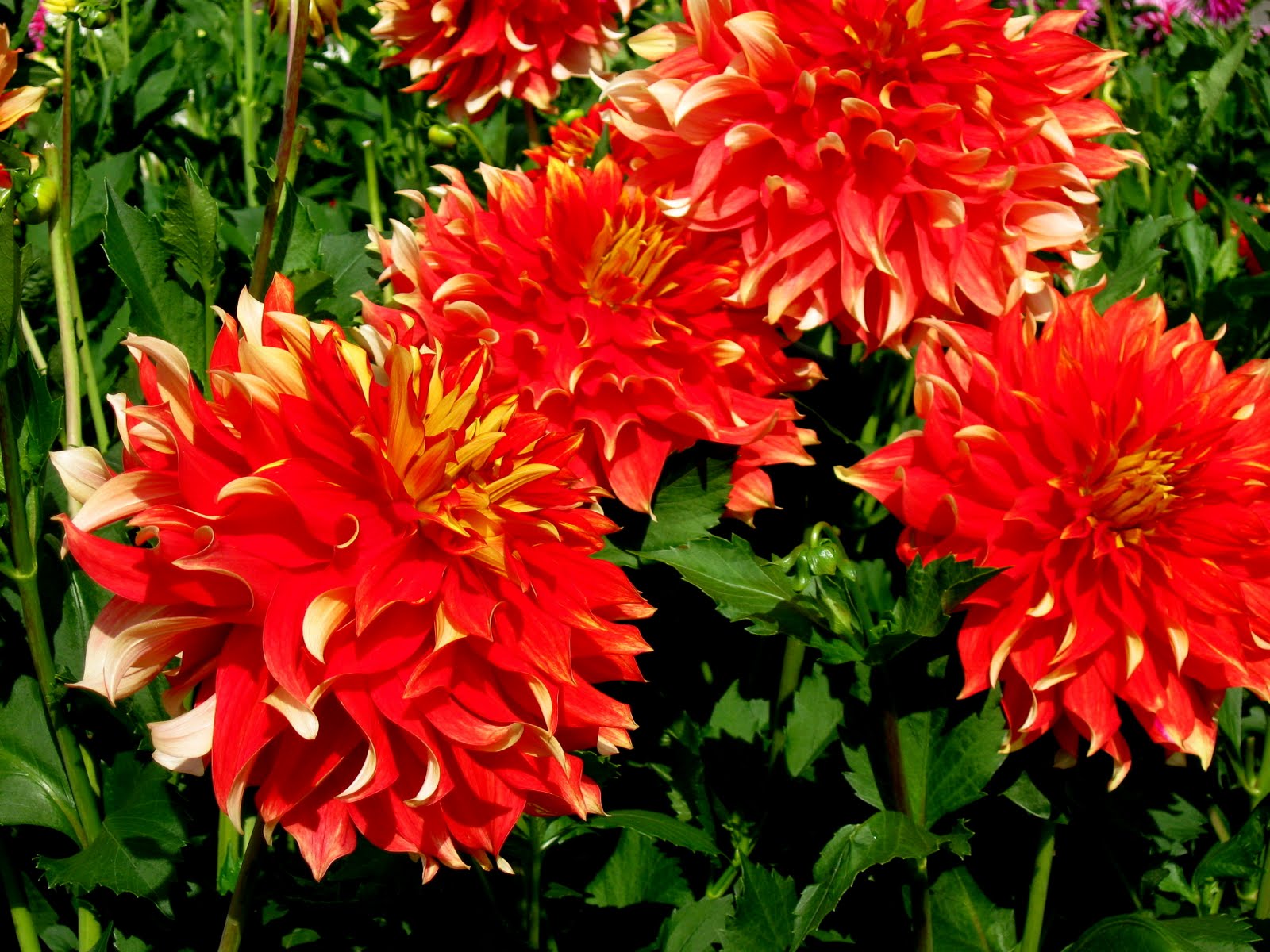 Family Trees May Contain Nuts: DIVINE DAHLIAS DAHLINK
