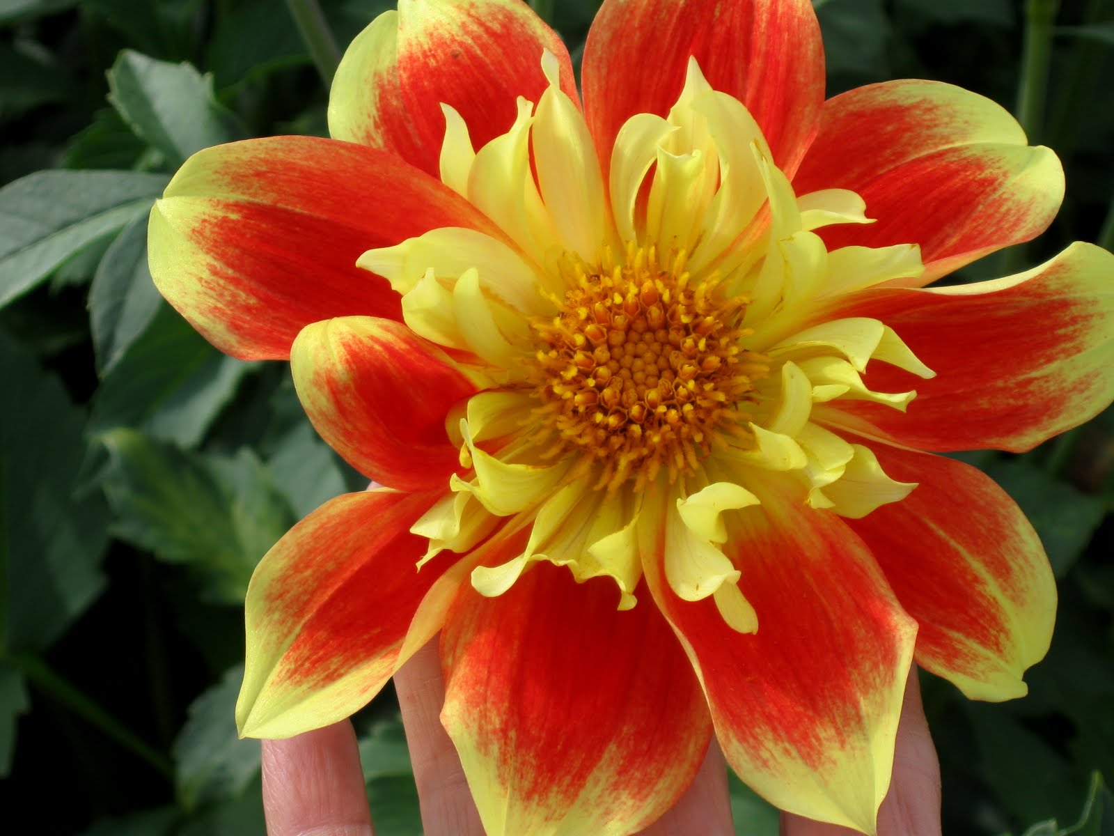 Family Trees May Contain Nuts: DIVINE DAHLIAS DAHLINK