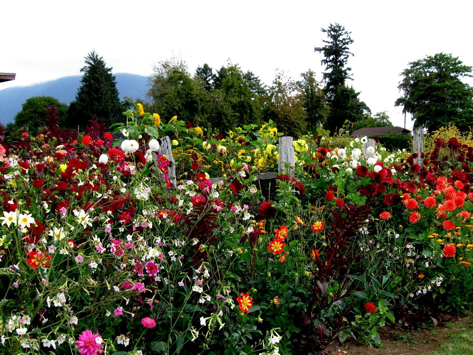 Family Trees May Contain Nuts: DIVINE DAHLIAS DAHLINK