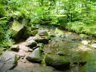 Der Schwarzwald und seine Natur: Das Monbachtal bei Bad Liebenzell