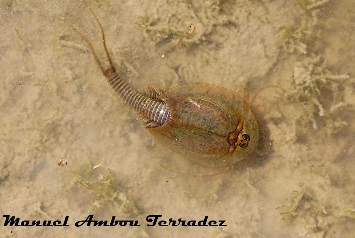 ACLA y la NATURALEZA: TRIOPS CANCRIFORMIS