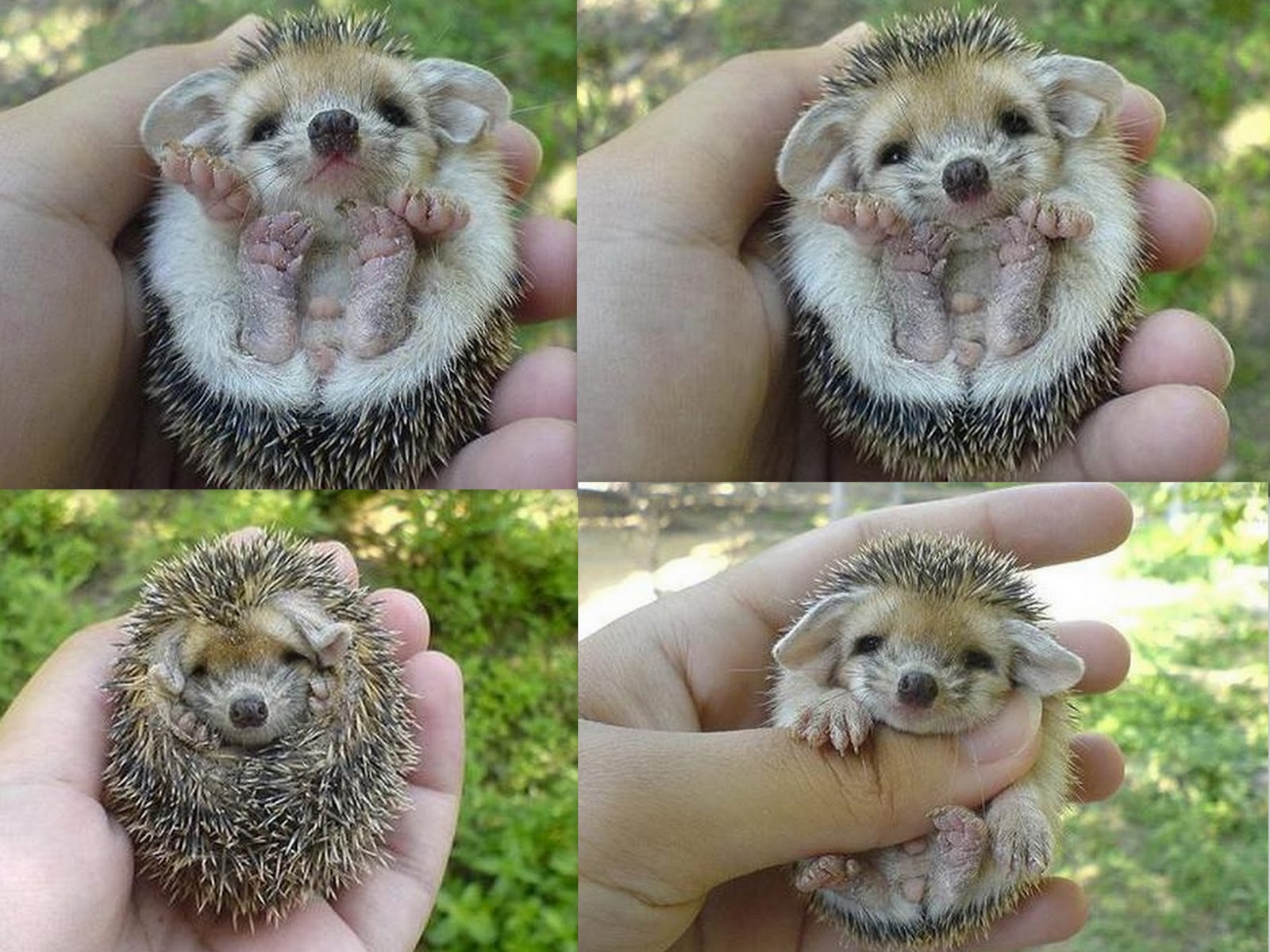 Tempos e Estações ツ: ♥ A Fábula do Porco-Espinho