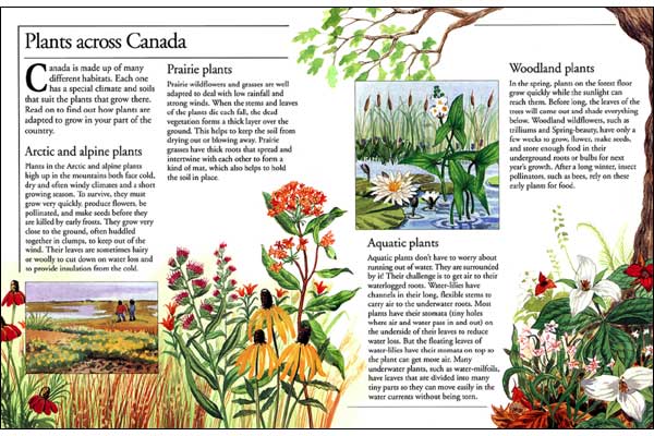 journal: an illustrated plant book