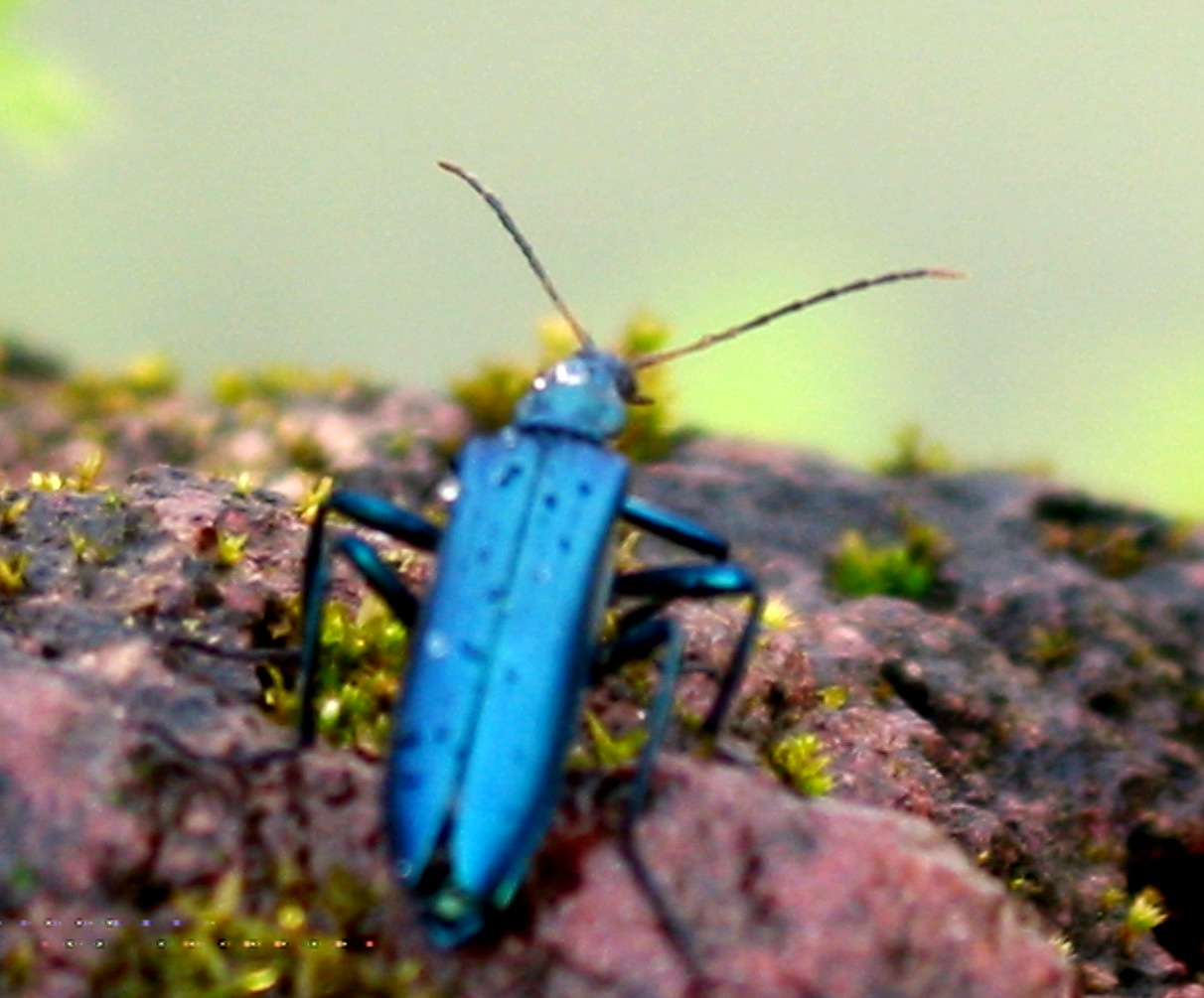 RJ : Arts and Cartoons: My Photography: Insect & Bird are enjoying rain ...