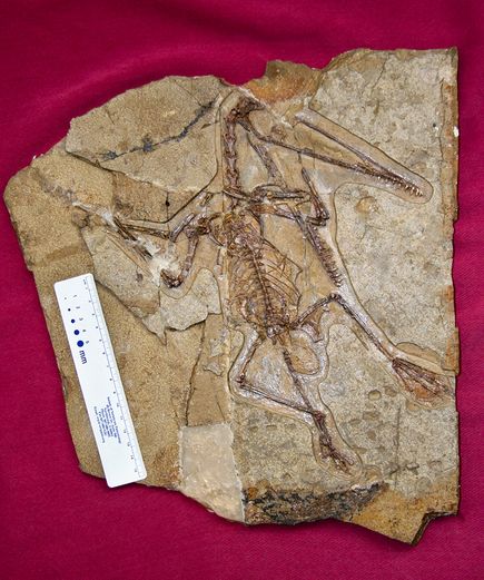 Nost Mother Pterosaurs Laid Soft Eggs New Fossil Hints nost-mother-pterosaurs-laid-soft-eggs-new-fossil-hints