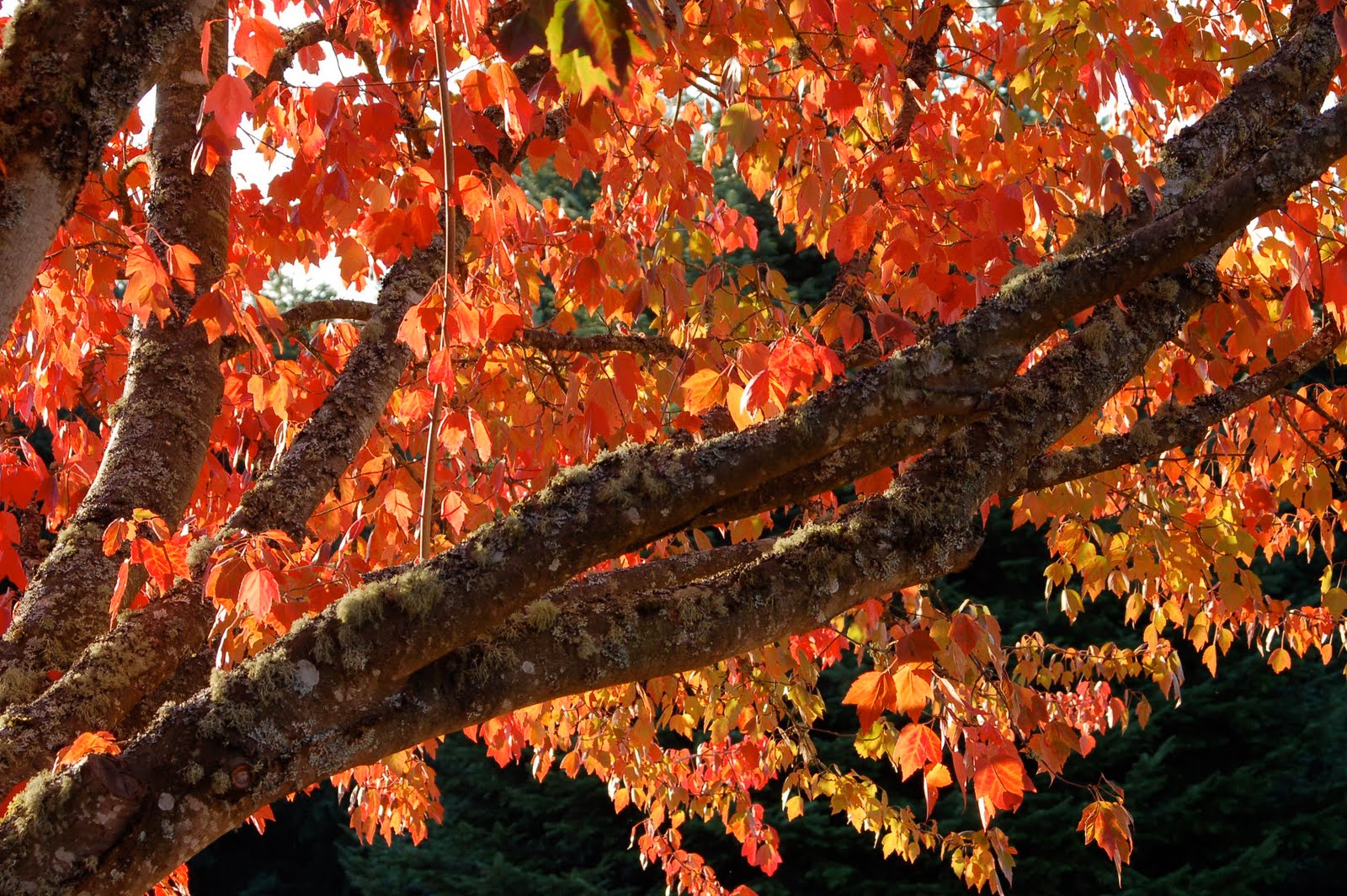 Wild Ginger Farm News Blog: Fall Planting