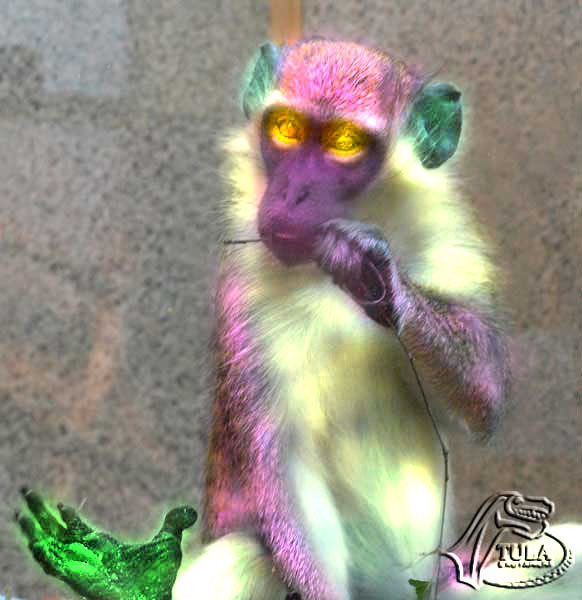 Drei's Blog: Real/Unreal Photo, Colourful Monkey//
