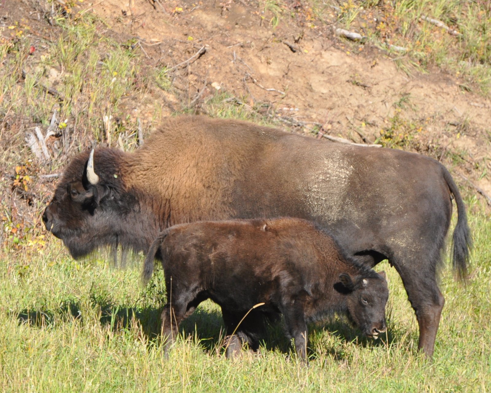 Photo Treks: Wild Babies
