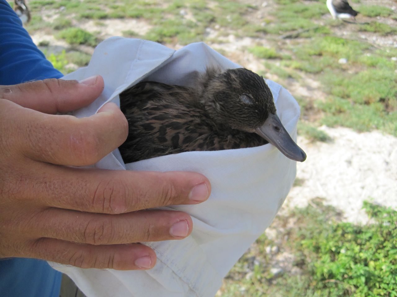 FOAM: Laysan Ducks: Battling Botulism