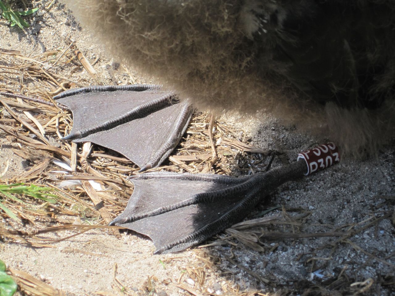 FOAM: Albatross Have Big Feet