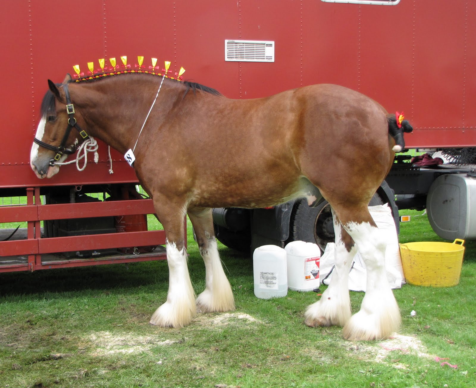 The Glebe Blog: Stranraer Show Pictures 2010