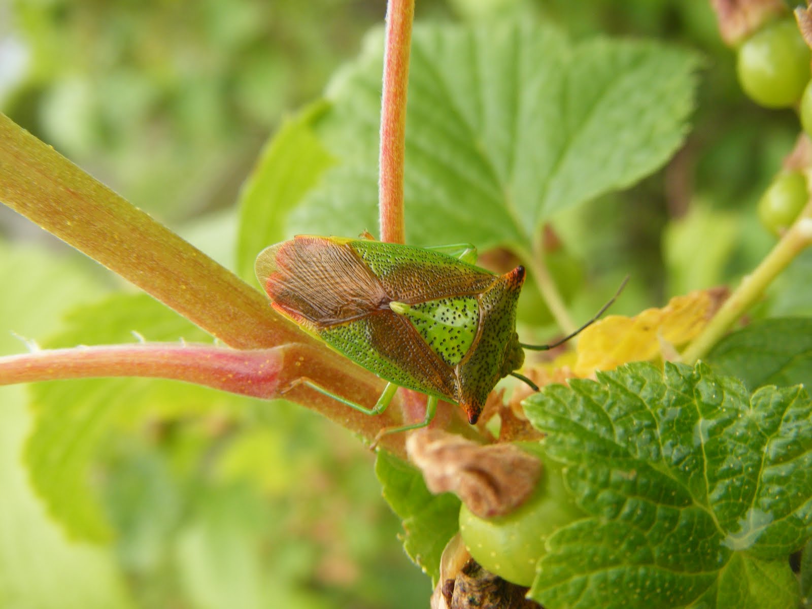 21stcenturynaturalist: A Selection of Shield Bugs