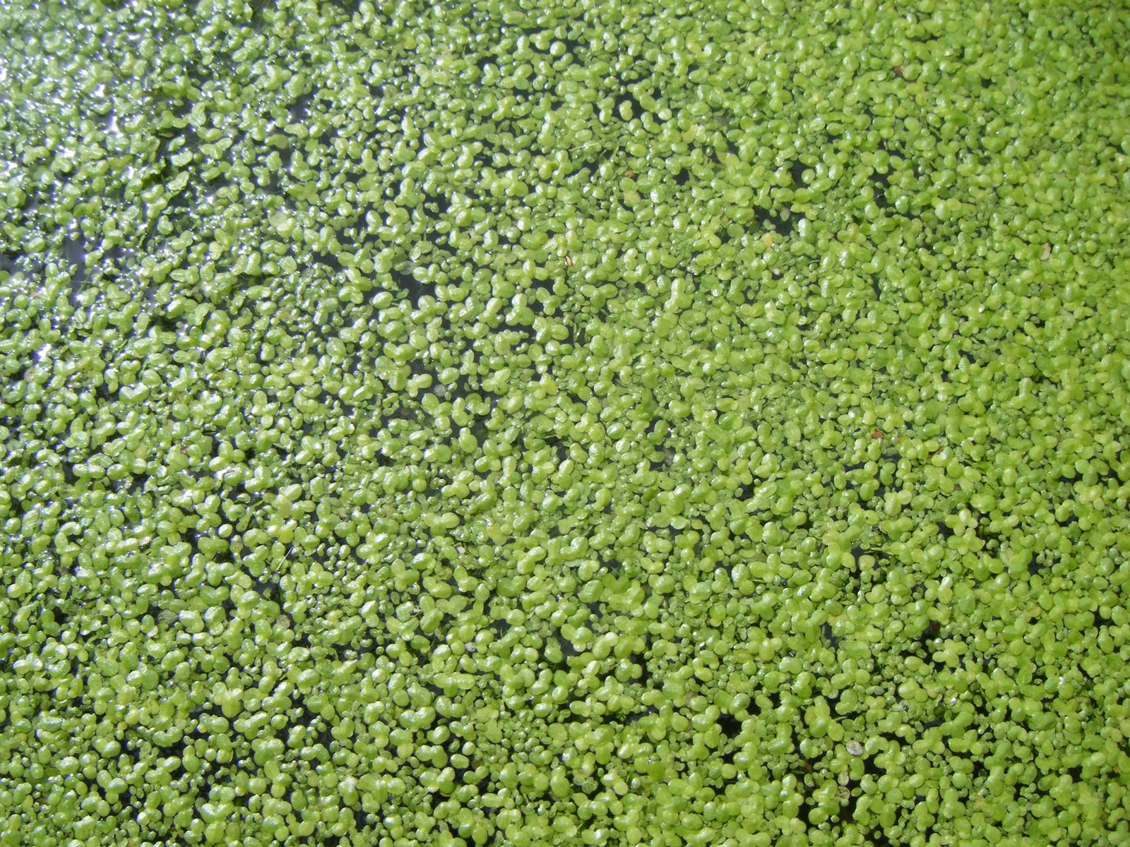 21stcenturynaturalist: Duckweed as a Biomonitor