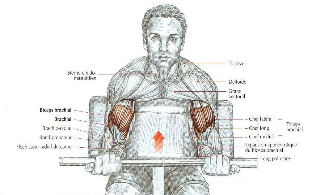 EXERCICE 8 DES BRAS ~ Fitness
