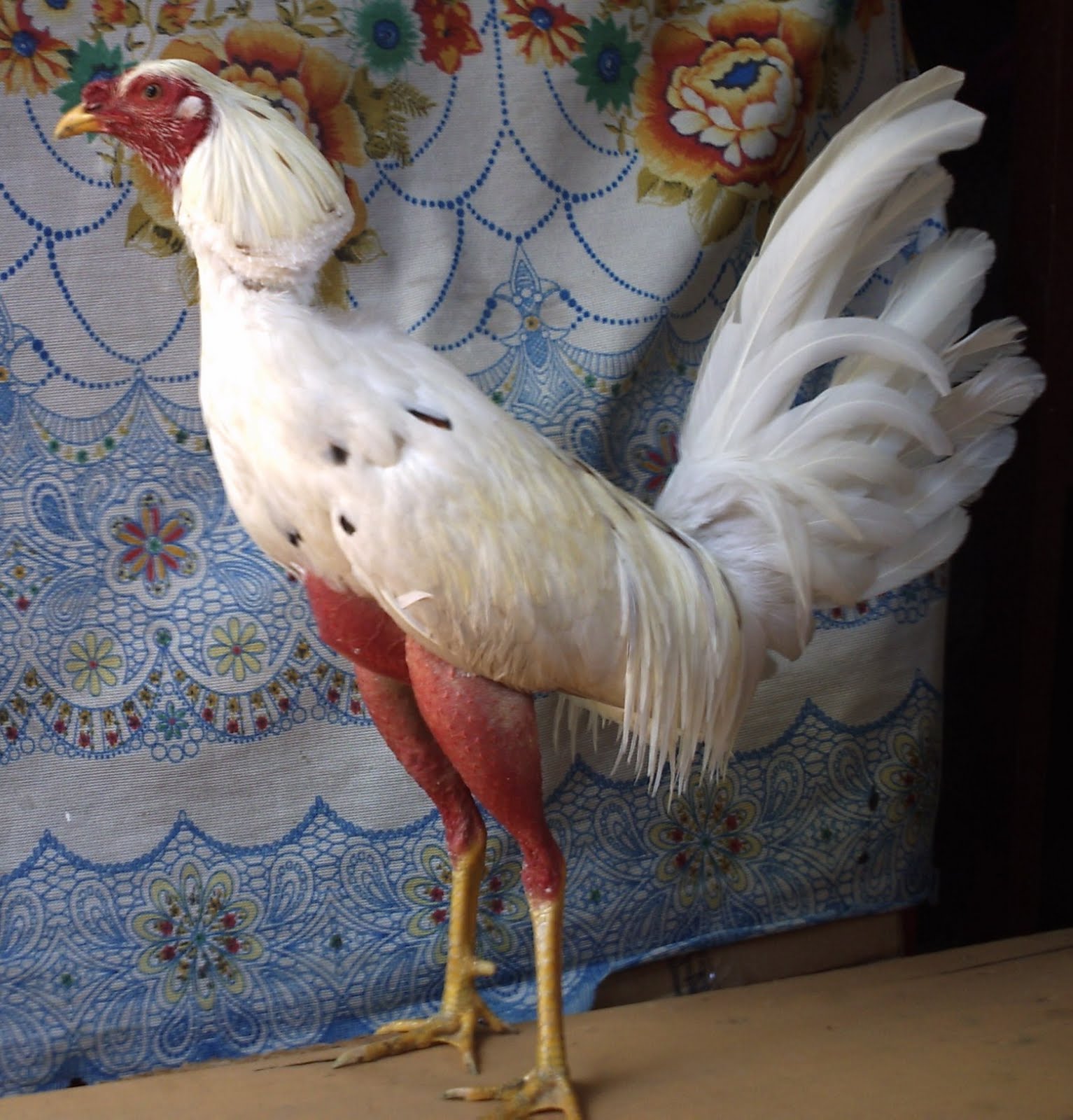 Gallos San Miguel ((Villa Maria))