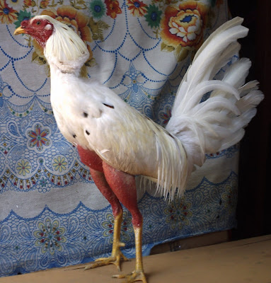 Gallos San Miguel ((Villa Maria))