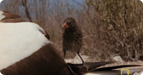 Curiosidades del Mundo Animal y Vegetal: El pinzón vampiro de las Galápagos