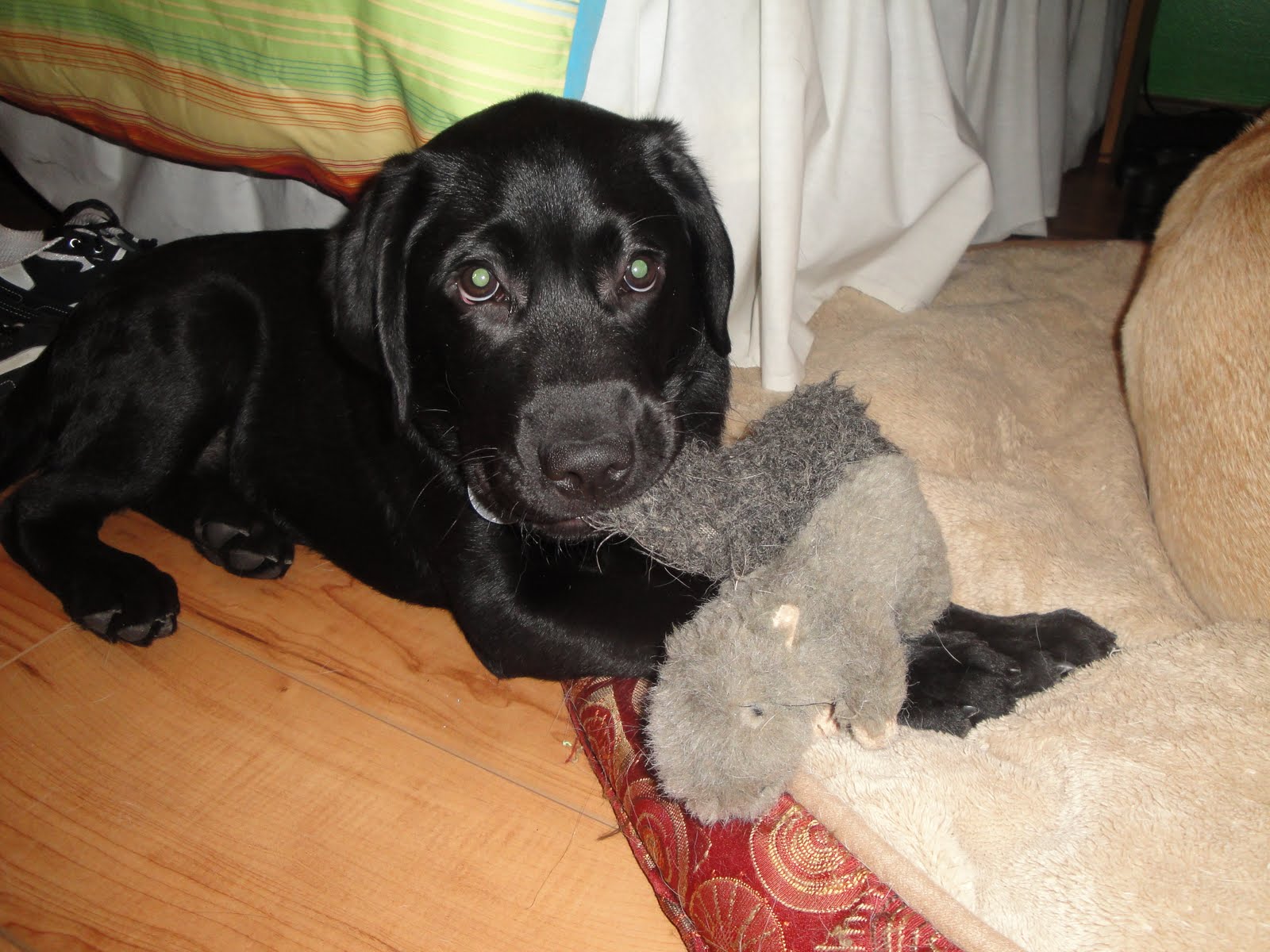 Tails of a CCI Puppy