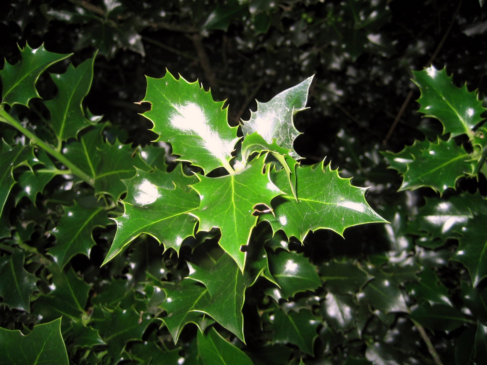 Árboles con alma: Acebo. Boix grevol. (Ilex aquifolium)