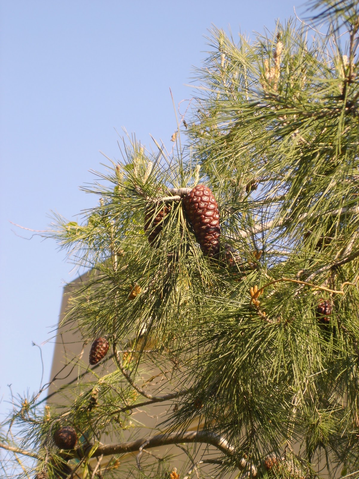 Árboles con alma: Pino Carrasco. Pi blanc. (Pinus halepensis)
