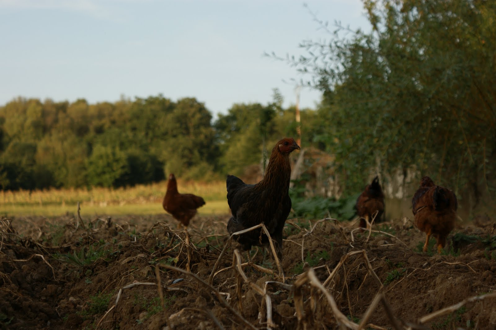 RASTATUN DESDE FANEQUE : ESTAMOS COMO LAS GALLINAS , PICO , PICO