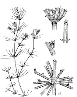 IL POTERE DELLA FOGLIA: CARÓFITOS