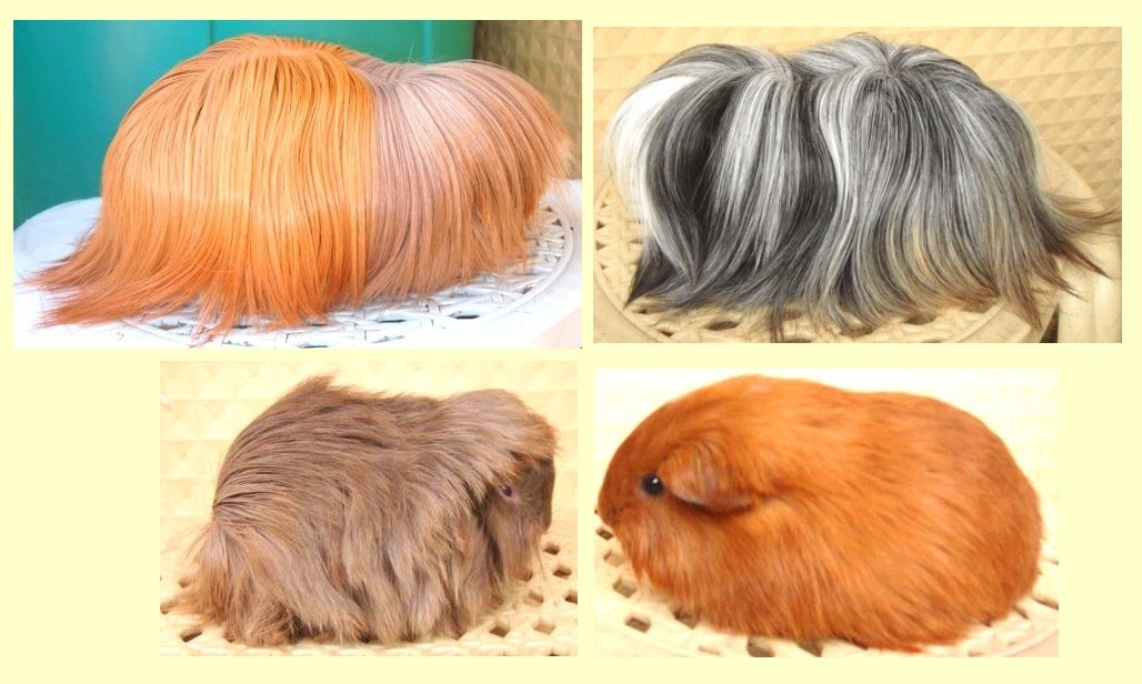 Randy Dellosa: ... guinea pig therapy ... (philippines, life coach ...
