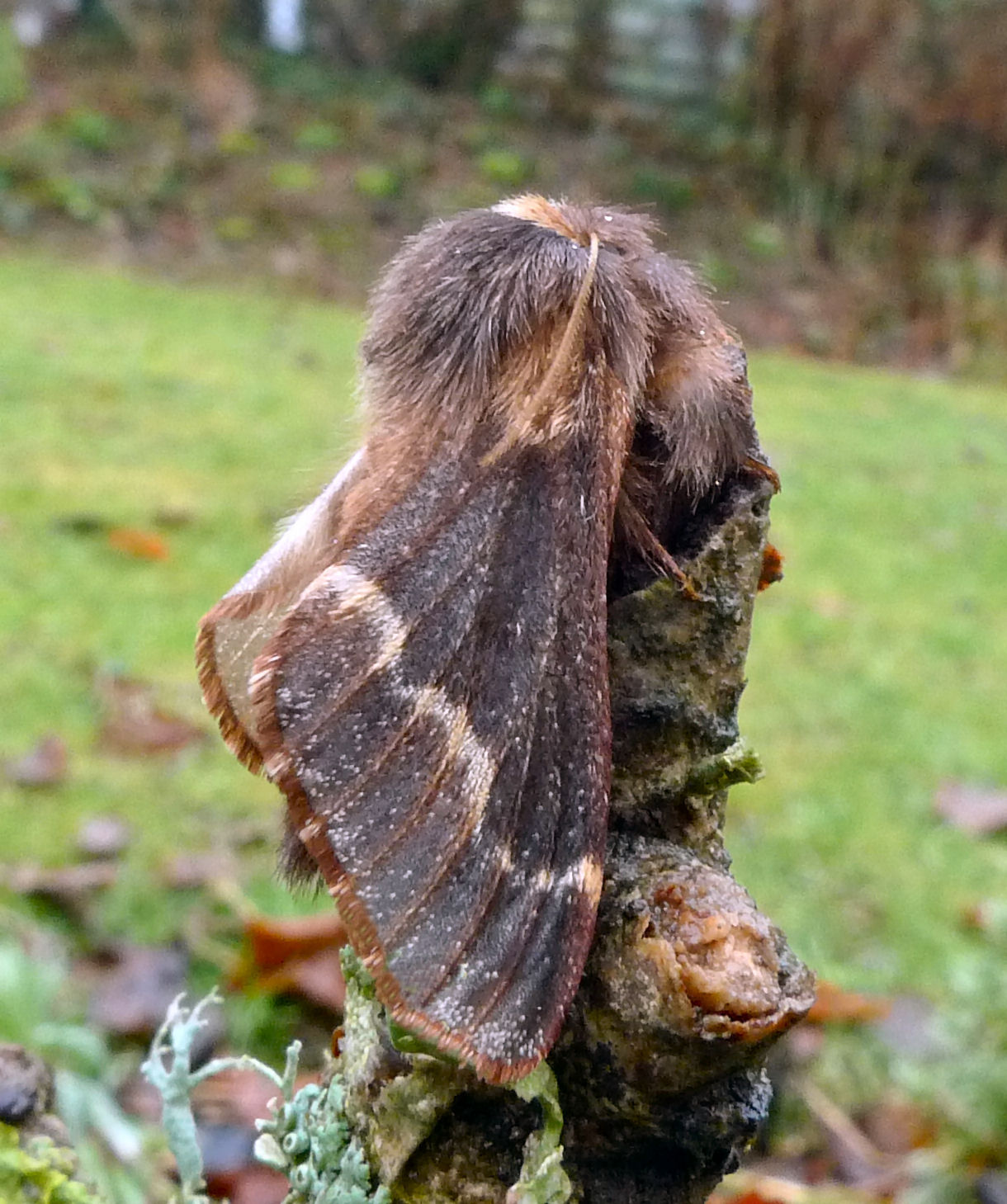 Gower Wildlife: December moths at last