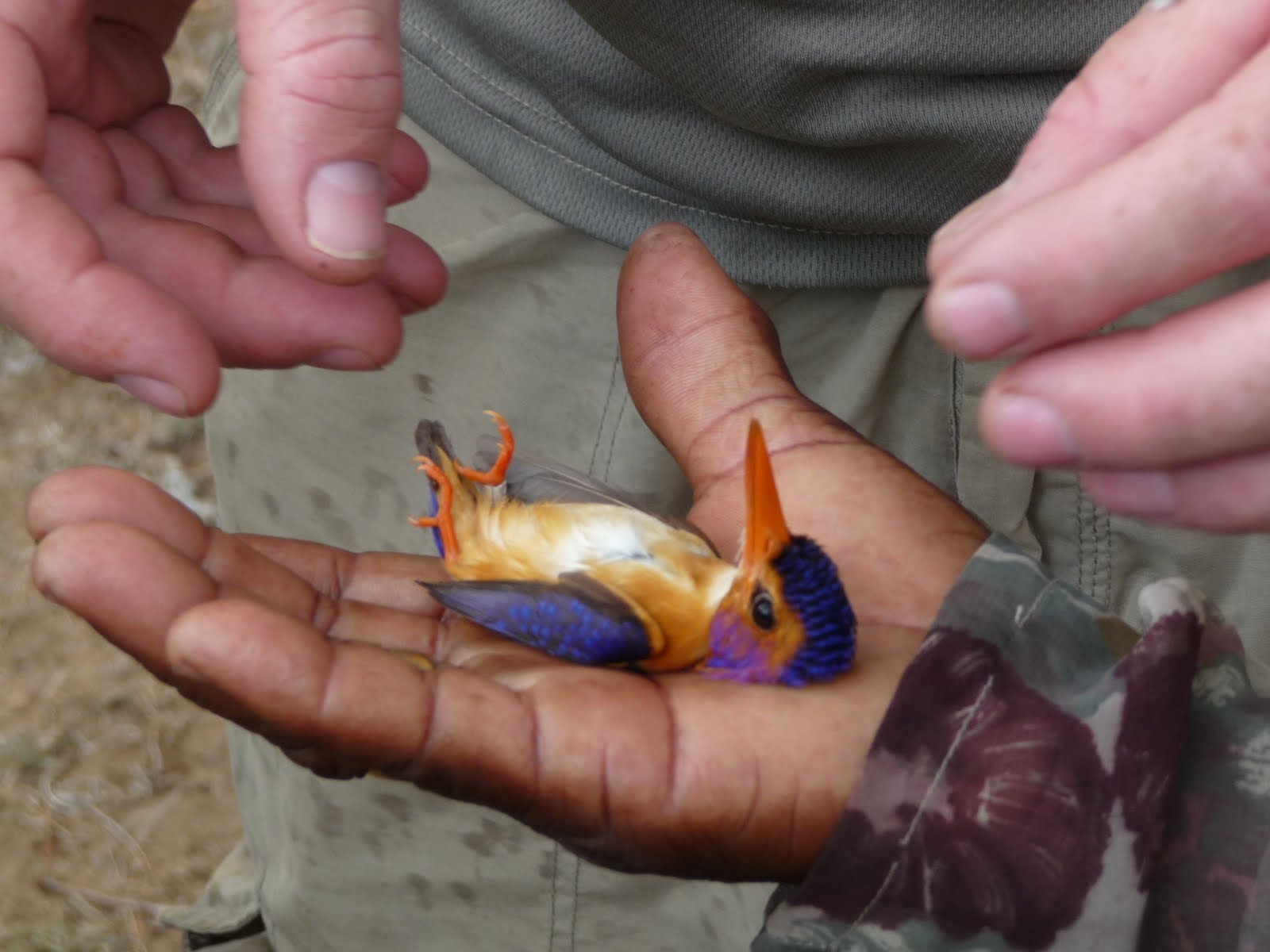 dragonfly traveller: Off the Map on Ibo Island