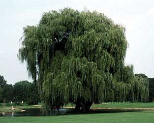 EL MUNDO DE MALVÍS: El Sollozar