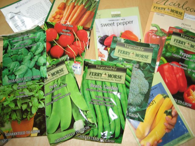 From a Worcester Allotment: How to Collect Seeds