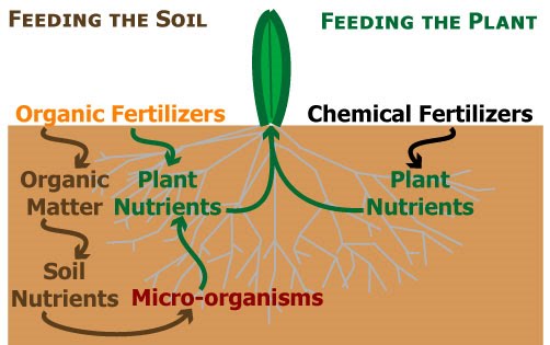 From a Worcester Allotment: How to Understand about Fertilizers