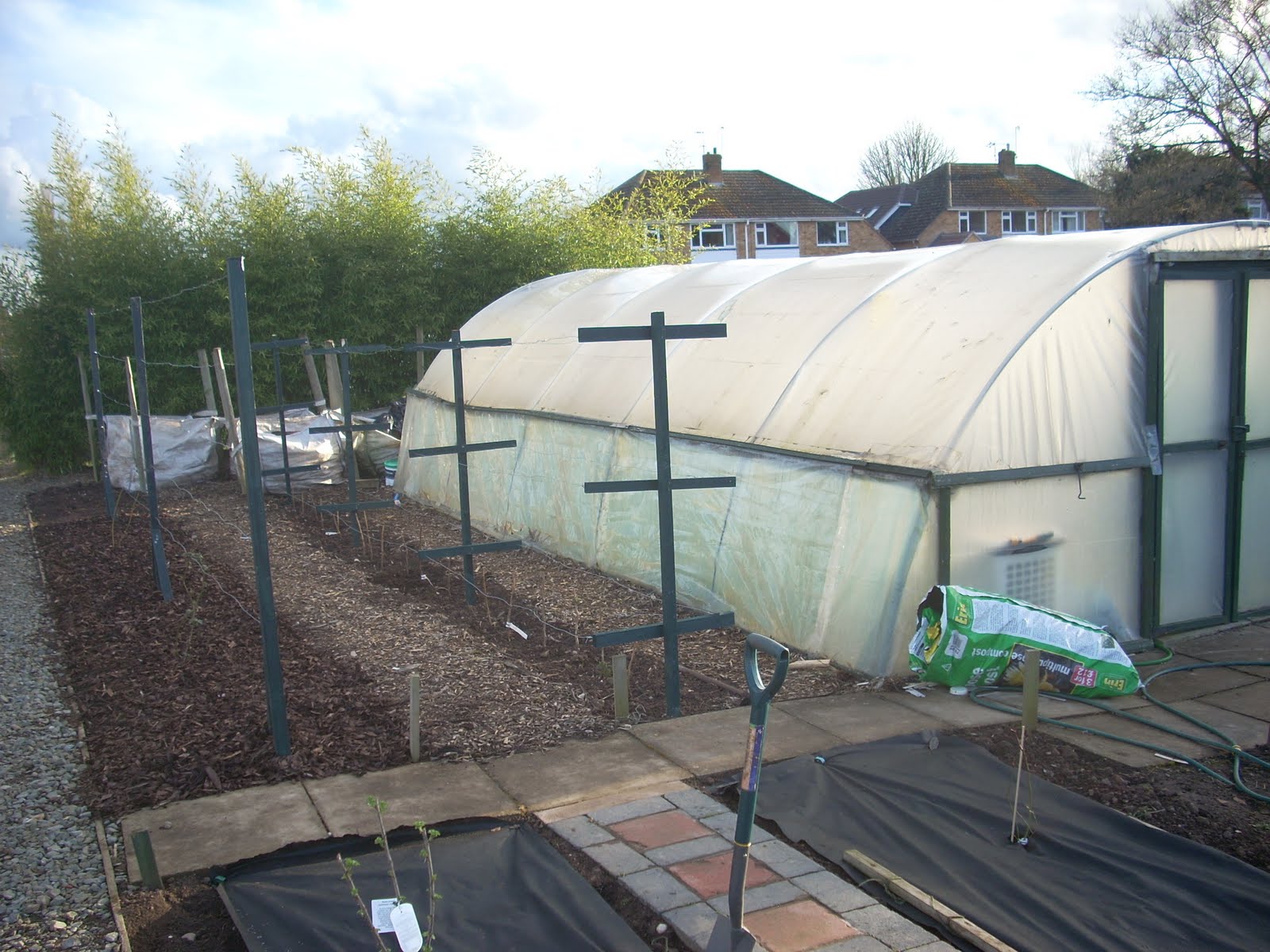 From a Worcester Allotment: Raspberries planted out