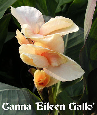 Canna News: Canna 'Eileen Gallo'