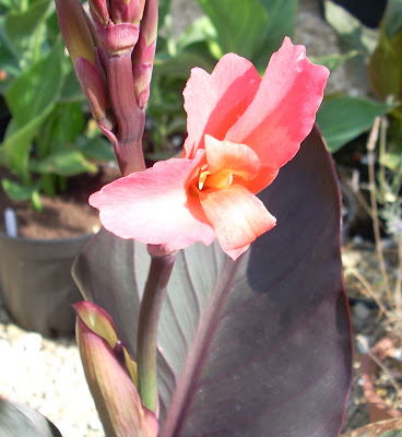 Canna News: November 2008
